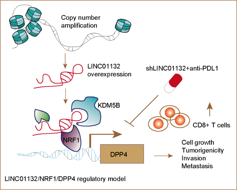 我校中药研究所王峥涛、张继伟团队在非编码RNA与肿瘤免疫领域取得重要进展
